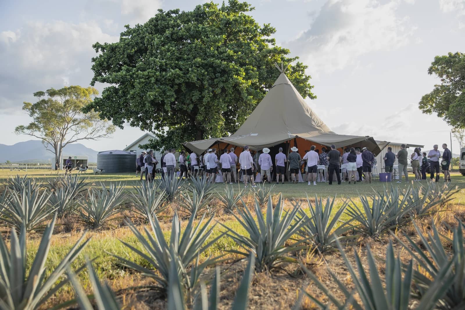 Highlights | Australian Agave Project